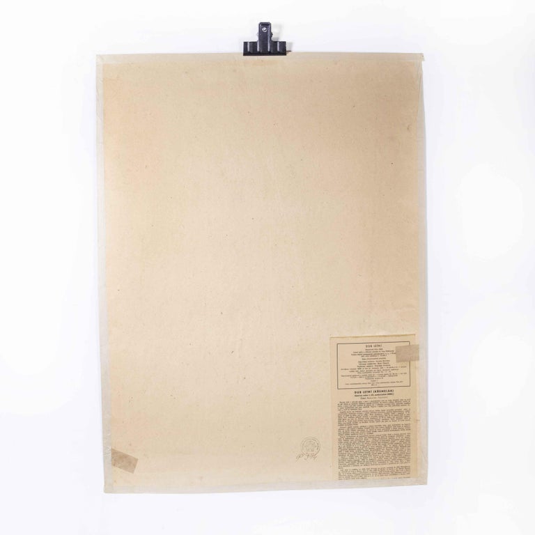 1950's Oak Tree Educational Poster For Sale at 1stDibs