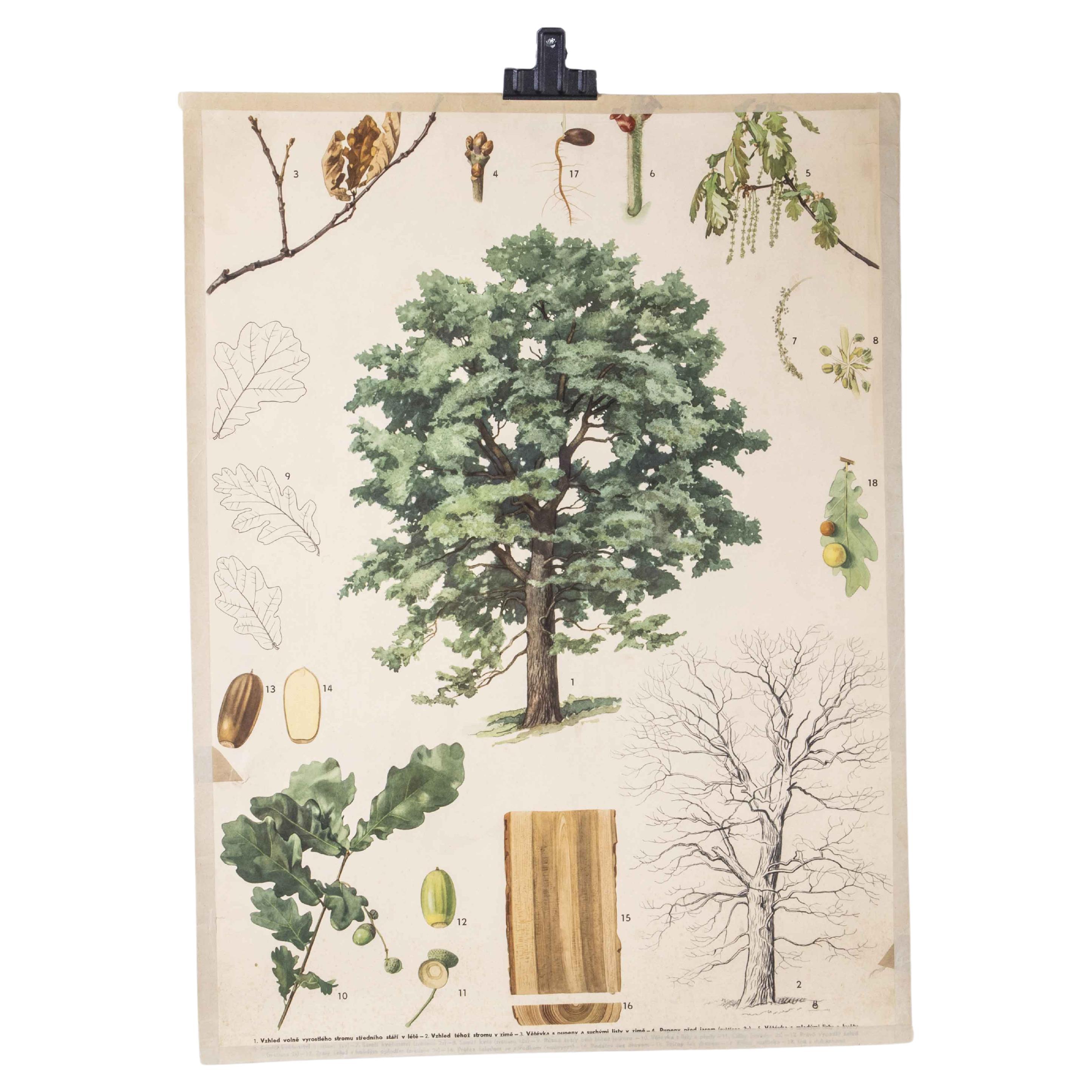 1950's Oak Tree Educational Poster For Sale at 1stDibs