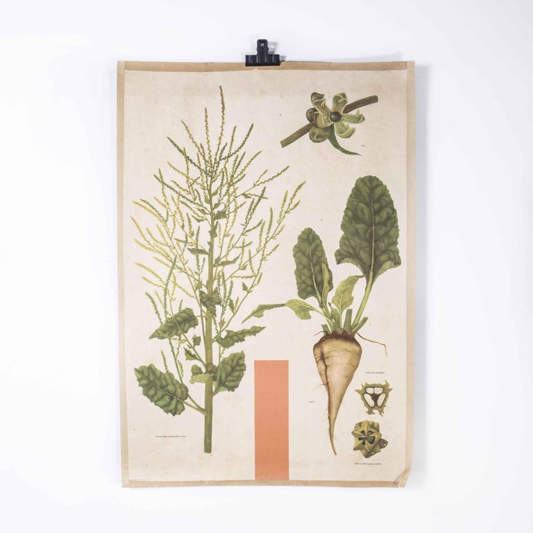 1950's Parsnip Educational Poster For Sale at 1stDibs