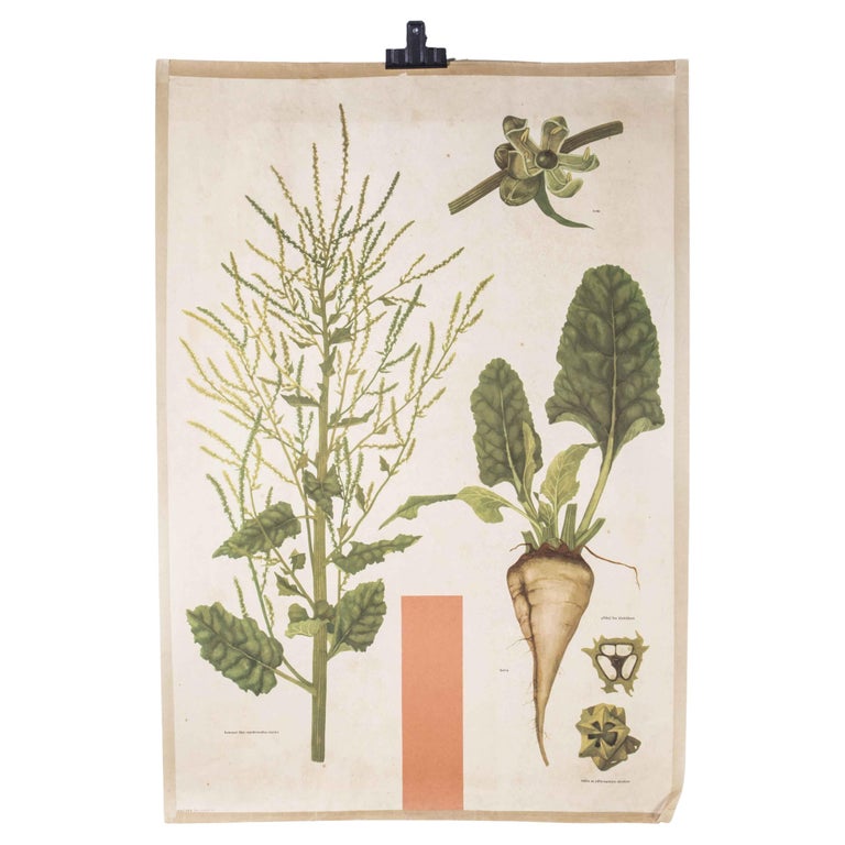 1950's Parsnip Educational Poster For Sale at 1stDibs