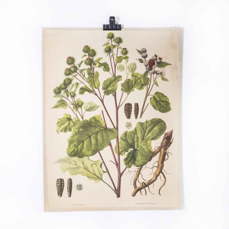 1950's Plant And Root Educational Poster For Sale at 1stDibs