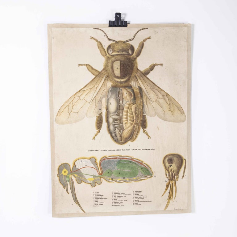 1950's Single Fly Anatomy Educational Poster For Sale at 1stDibs