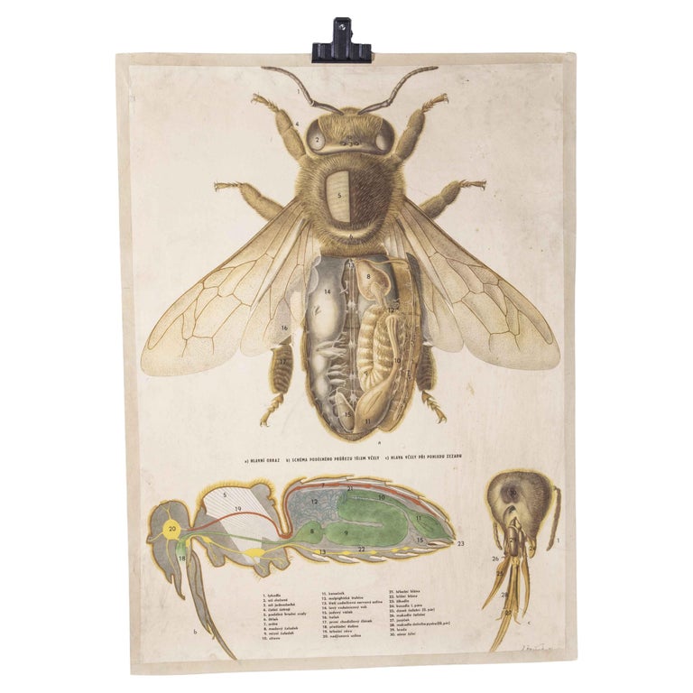 La Anatomía De Una Mosca