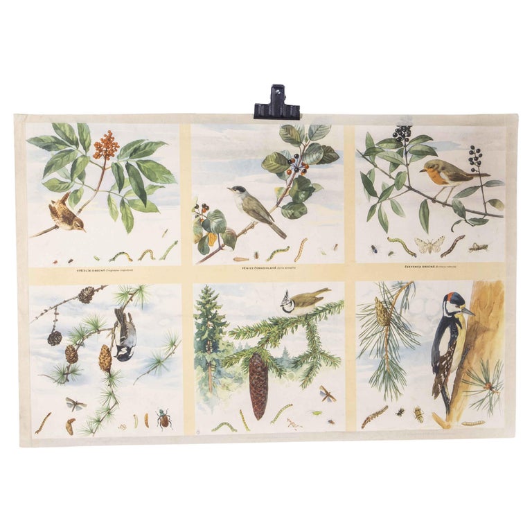 1950's Six Birds Educational Poster For Sale at 1stDibs