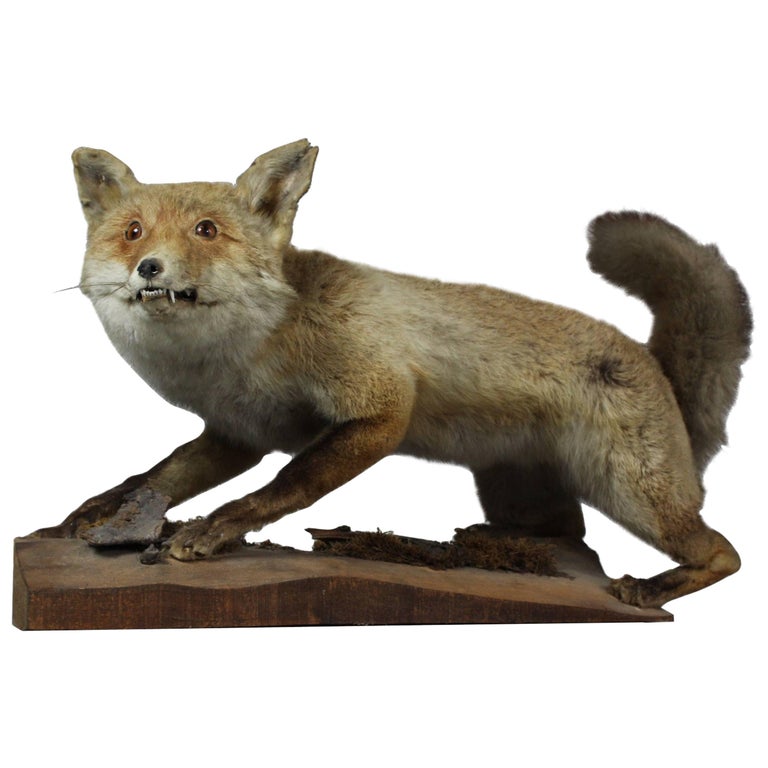 1950s Taxidermy Fox at 1stDibs