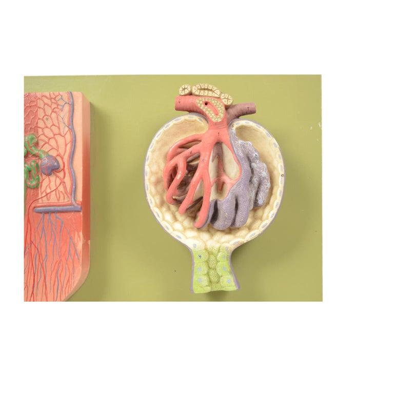 1950s Vintage Somso Anatomical Medical Didactic Model of kidney For ...