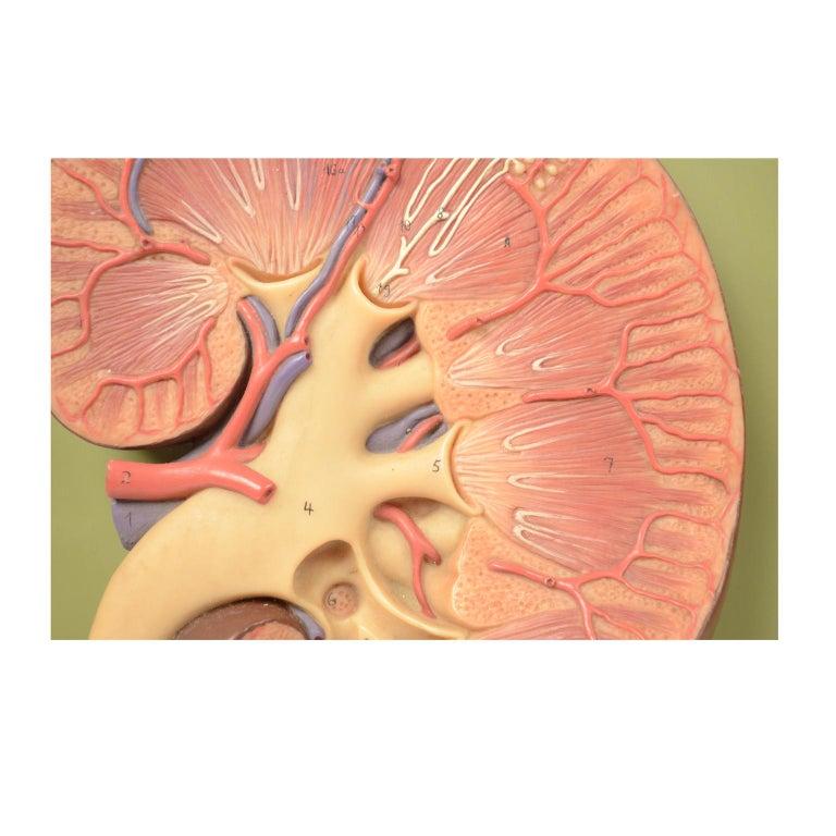 1950s Vintage Somso Anatomical Medical Didactic Model of kidney For ...