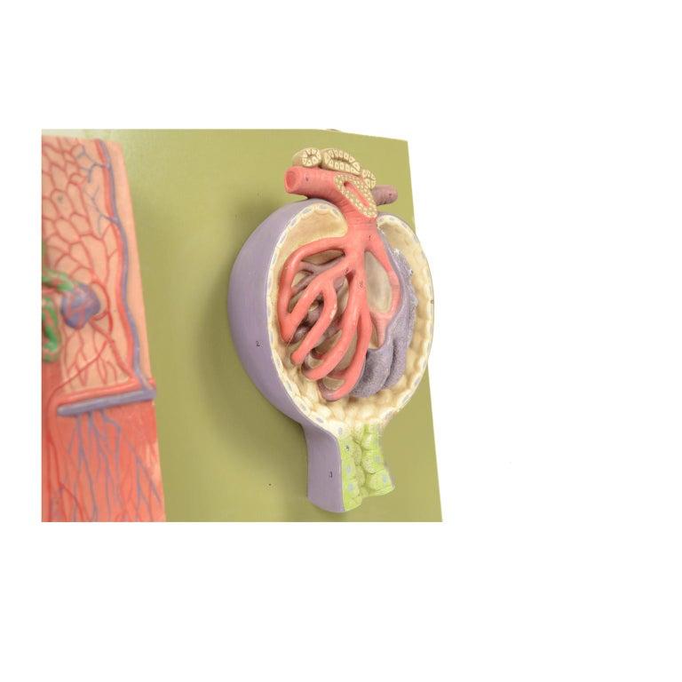 1950s Vintage Somso Anatomical Medical Didactic Model of kidney For ...