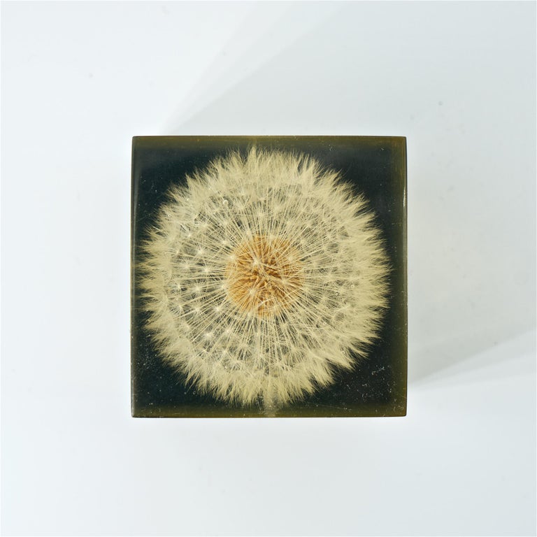 1960s Dandelion Resin Art Paperweight Vintage McM Modern Flower Power ...