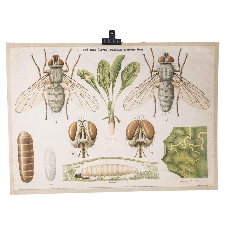 1960's Fly and Lavae Educational Poster For Sale at 1stDibs