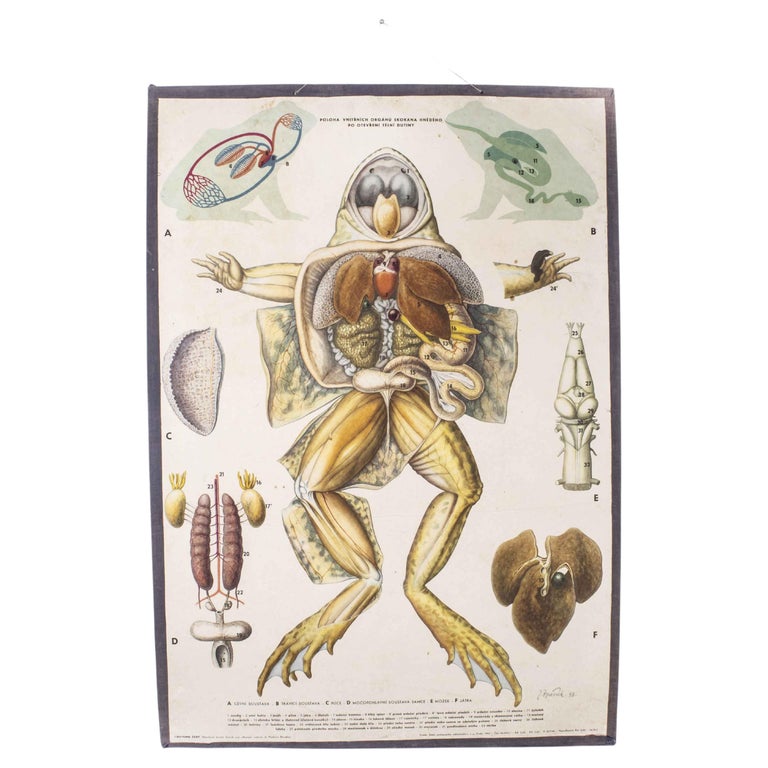 1960's Frog Educational Poster For Sale at 1stDibs
