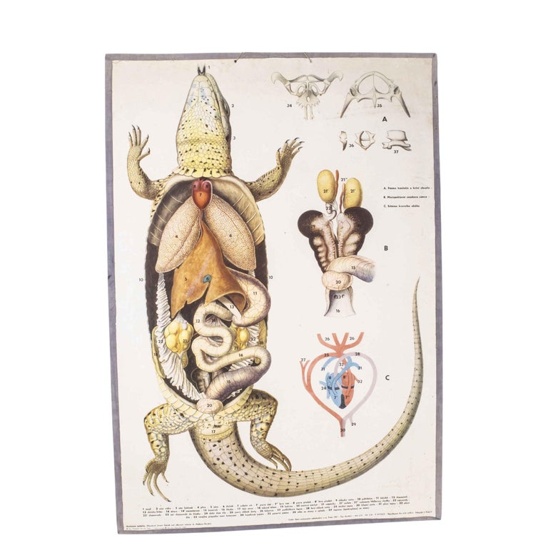 1960''s Lizard Educational Poster For Sale at 1stDibs