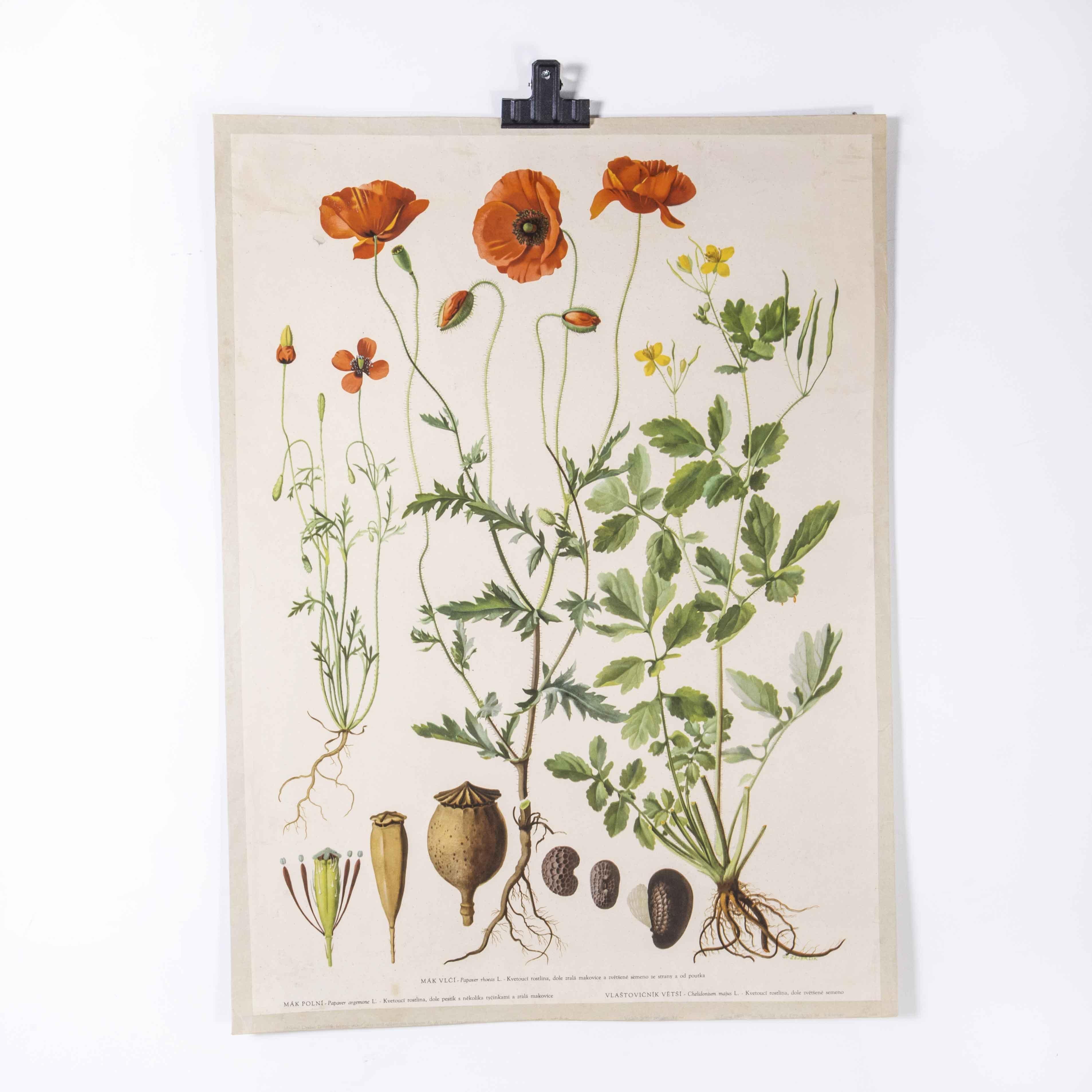1960's Poppy Educational Poster at 1stDibs