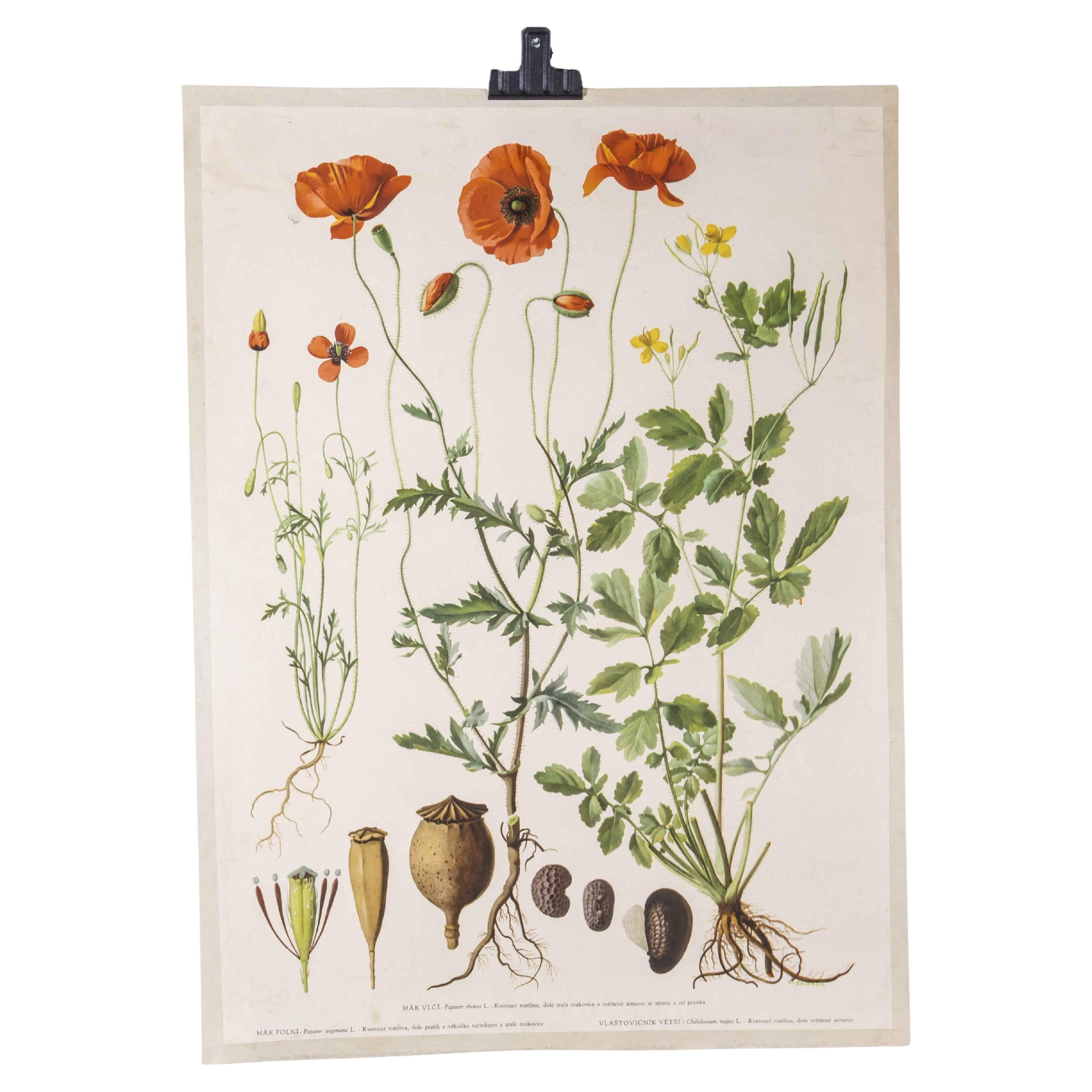 1960's Poppy Educational Poster at 1stDibs