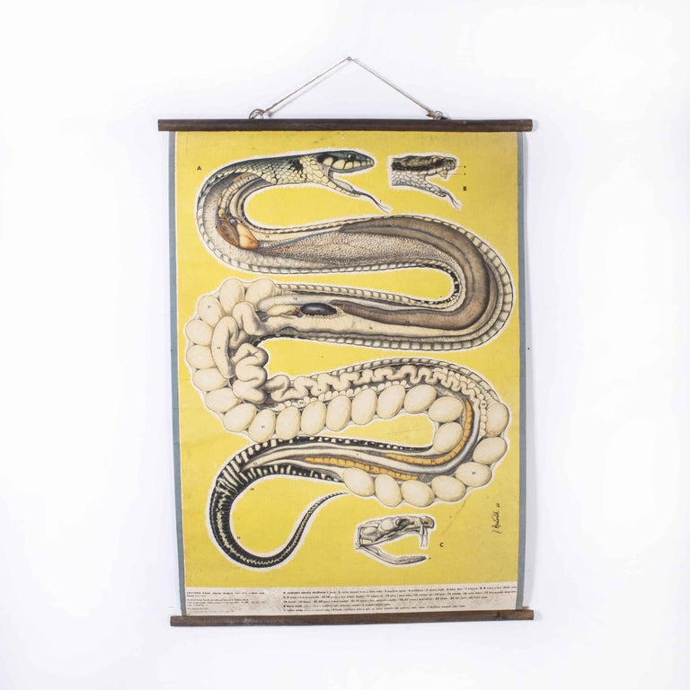 Affiche éducative sur les serpents des années 1960 En vente sur 1stDibs