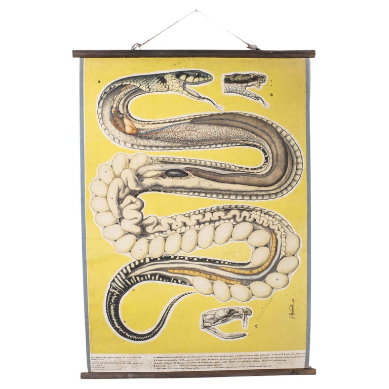 1960's Snake Educational Poster For Sale at 1stDibs