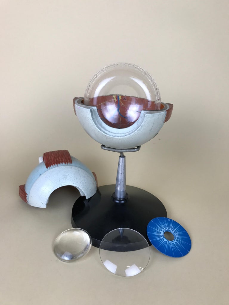 1960s Vintage Italian Anatomical Human Left Eye Model in Plastic by ...