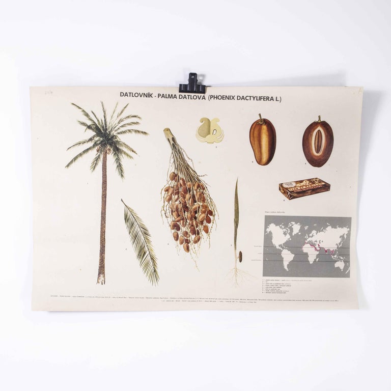 1970's Date Tree Educational Poster For Sale at 1stDibs