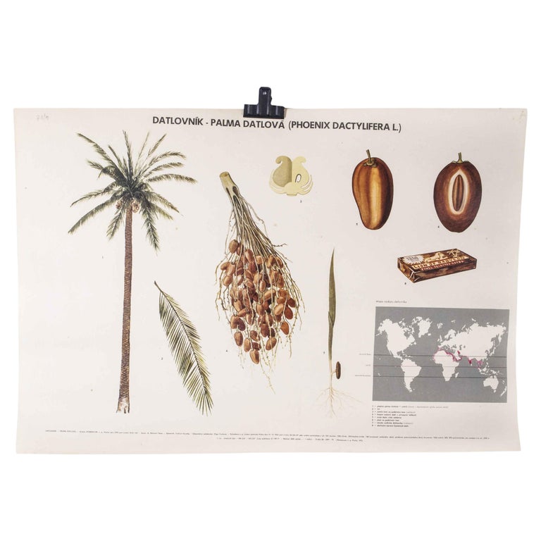 1970's Date Tree Educational Poster For Sale at 1stDibs