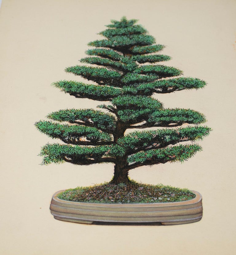 1970s Indian Bonsai Paper Drawing For Sale at 1stDibs
