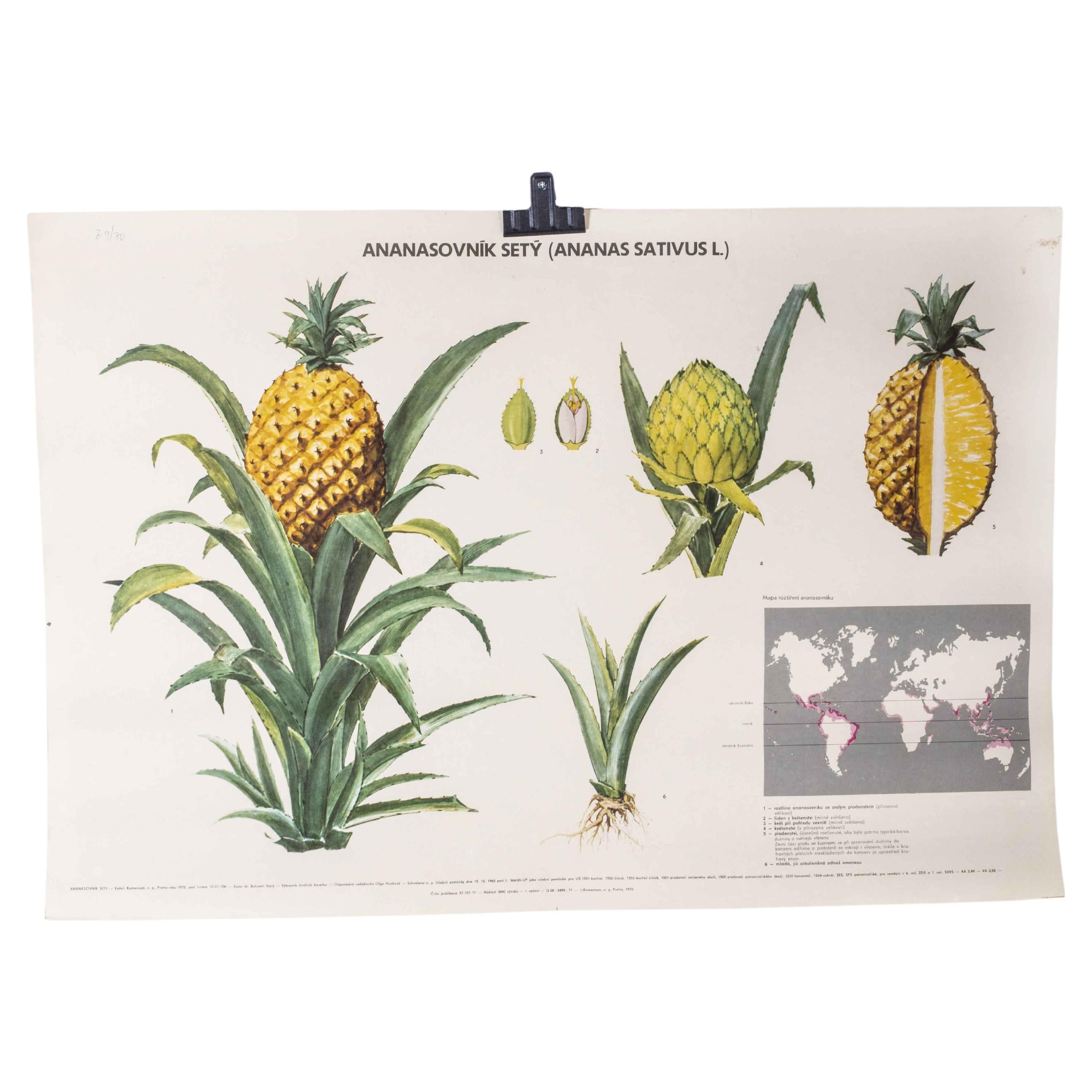 1970's Pineapple Plant Educational Poster For Sale at 1stDibs
