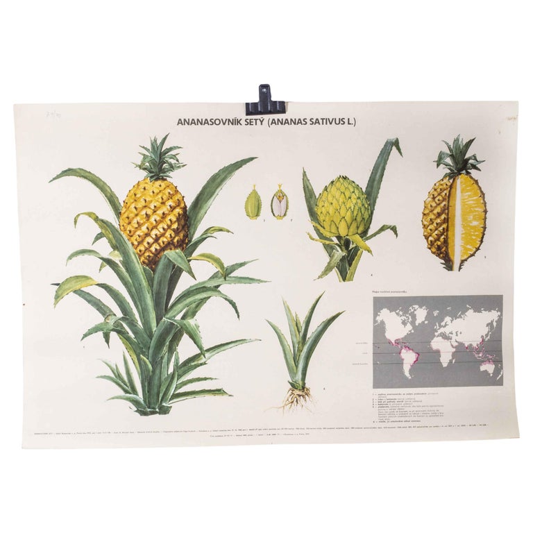 1970's Pineapple Plant Educational Poster For Sale at 1stDibs