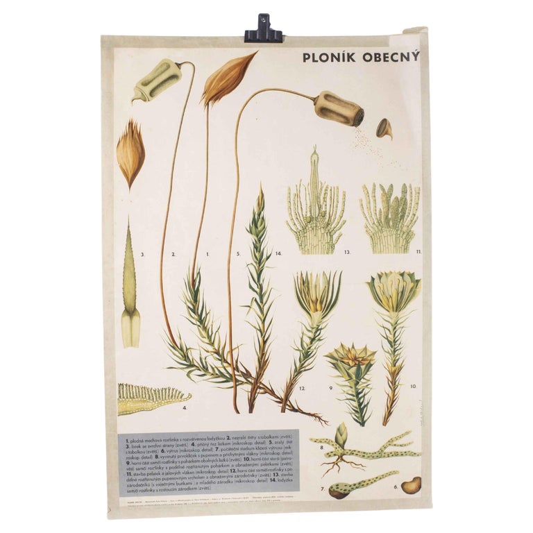 1970's, Plant Educational Poster For Sale at 1stDibs