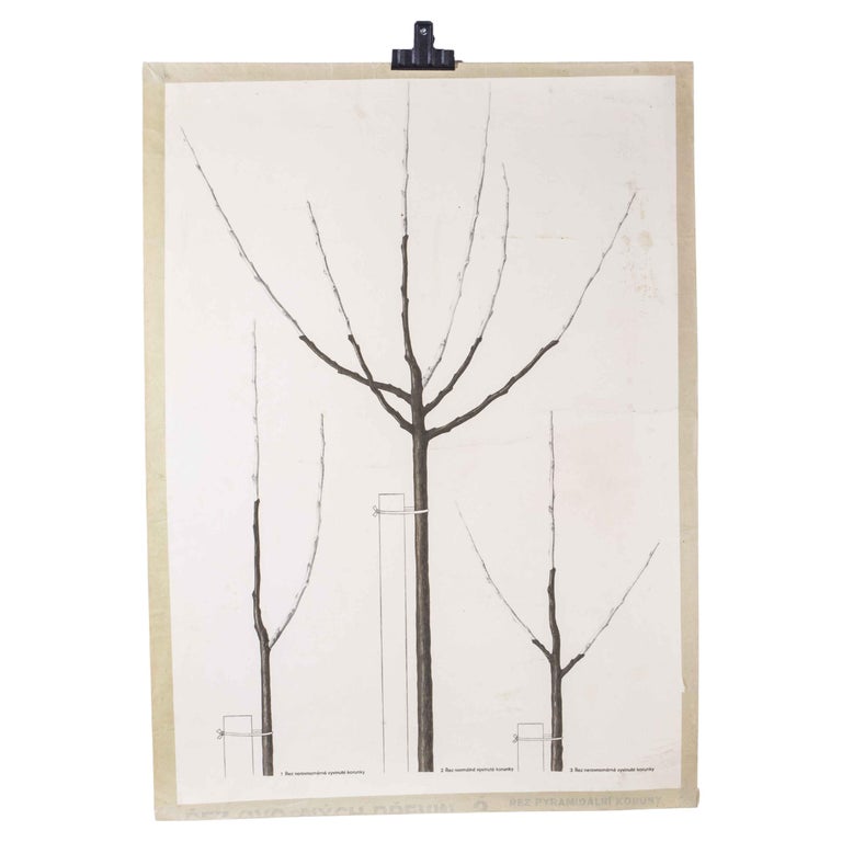 1970's Three Bare Tree Educational Poster For Sale at 1stDibs
