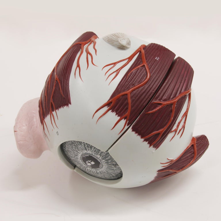 1980's Vintage Scientific Anatomical Human 3D Educational Eye Eyeball ...