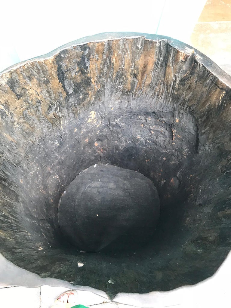 19th-20th Century Tree Trunk, Probably Chinese Zitan Wood at 1stDibs