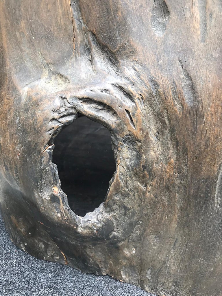 19th-20th Century Tree Trunk, Probably Chinese Zitan Wood at 1stDibs