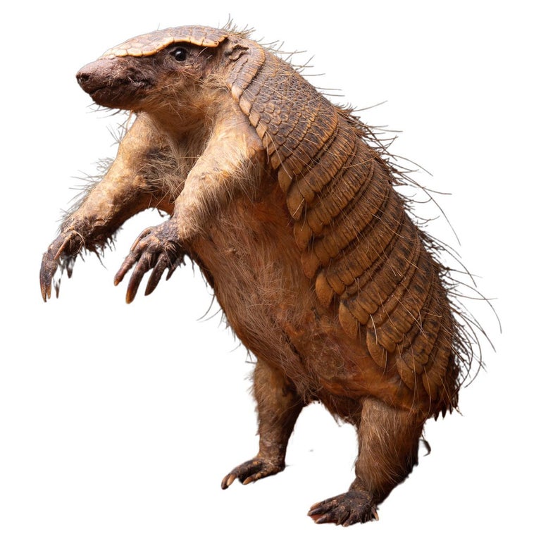 19th C Armadillo Mount in sitting position on wooden base For Sale at 1stDibs