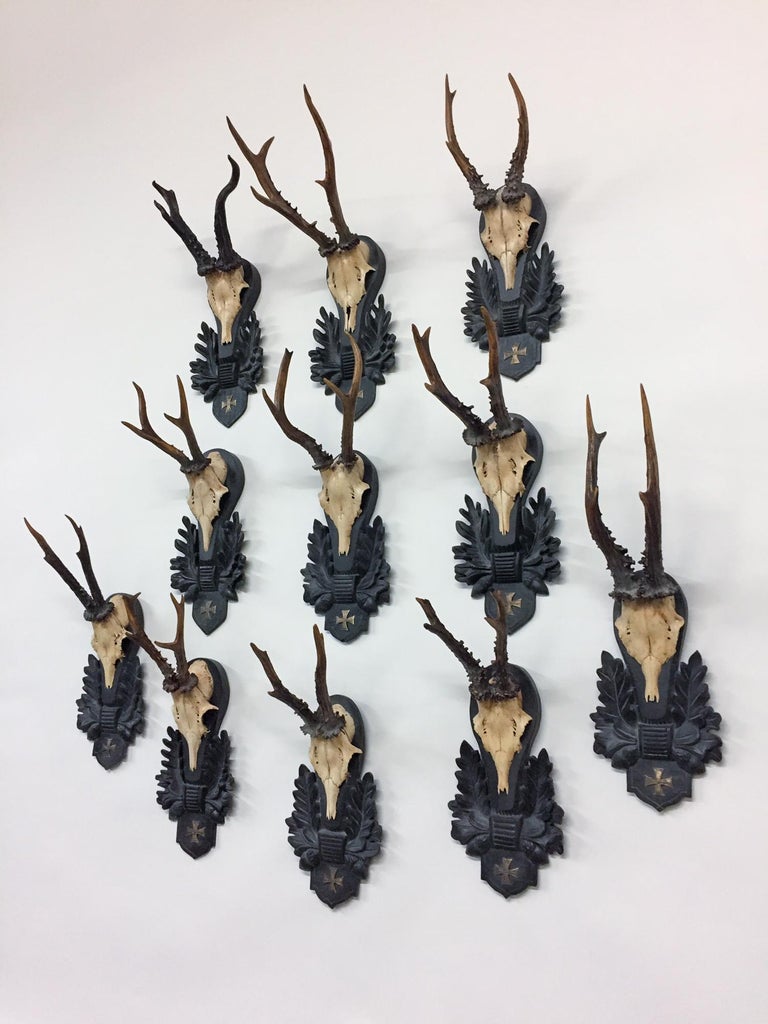 19th Century Bavarian Roe Deer Trophies on Black Forest Plaques with ...
