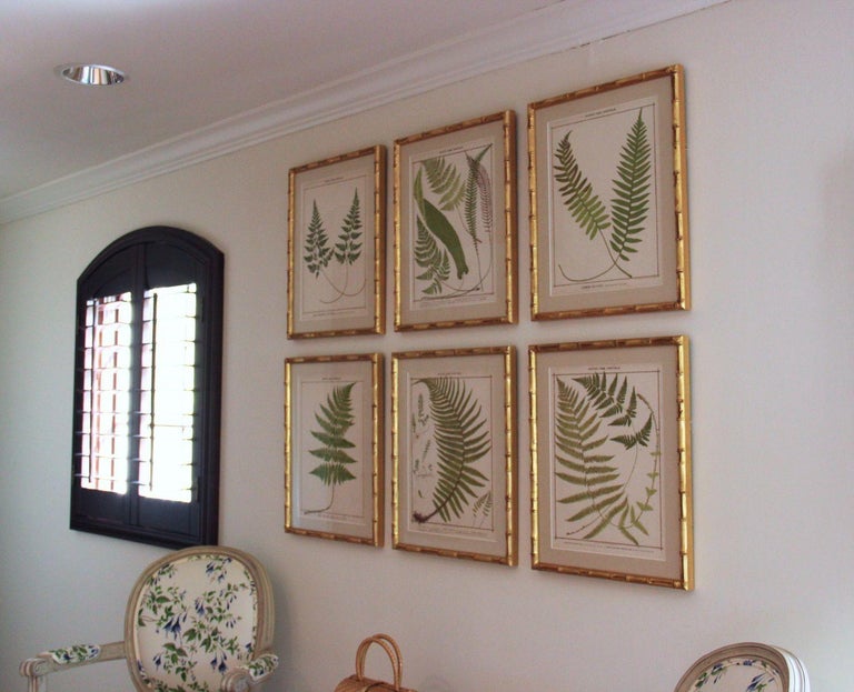 19th c. Collection of Six Framed English Fern Chromolithographs For ...