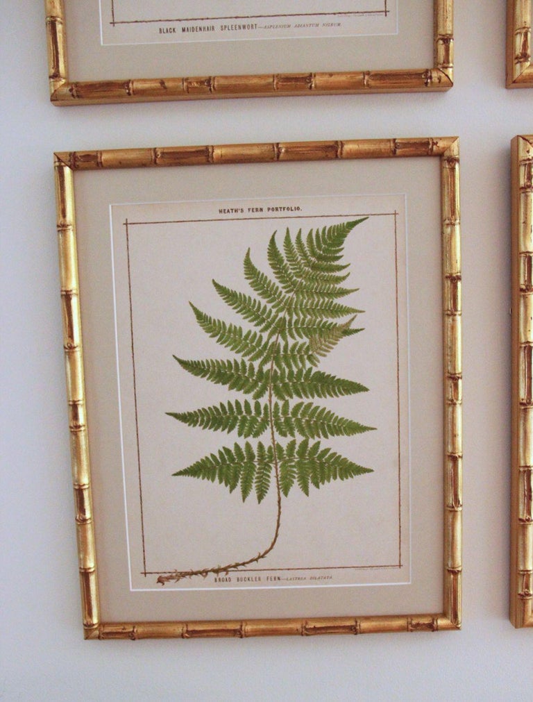 19th c. Collection of Six Framed English Fern Chromolithographs For ...
