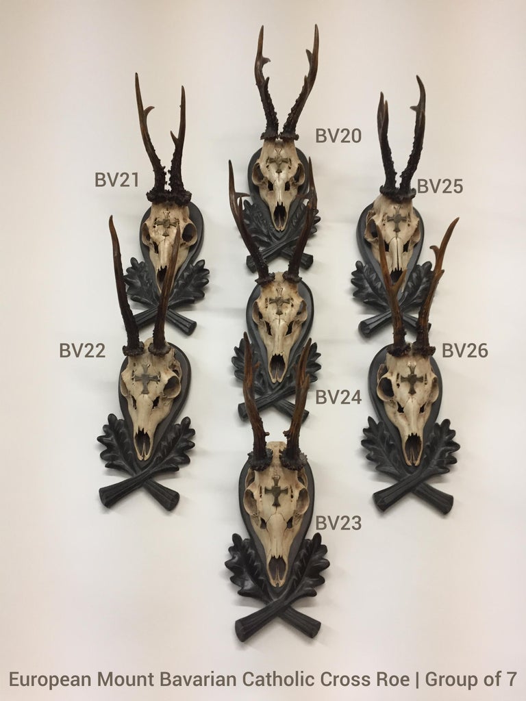 19th Century European Mount Bavarian Roe Deer Trophies on Black Forest ...