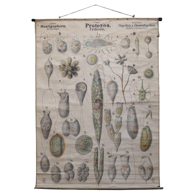 19th C. German Scientific School Wall Chart of Protozoa C.1877-1892 For ...