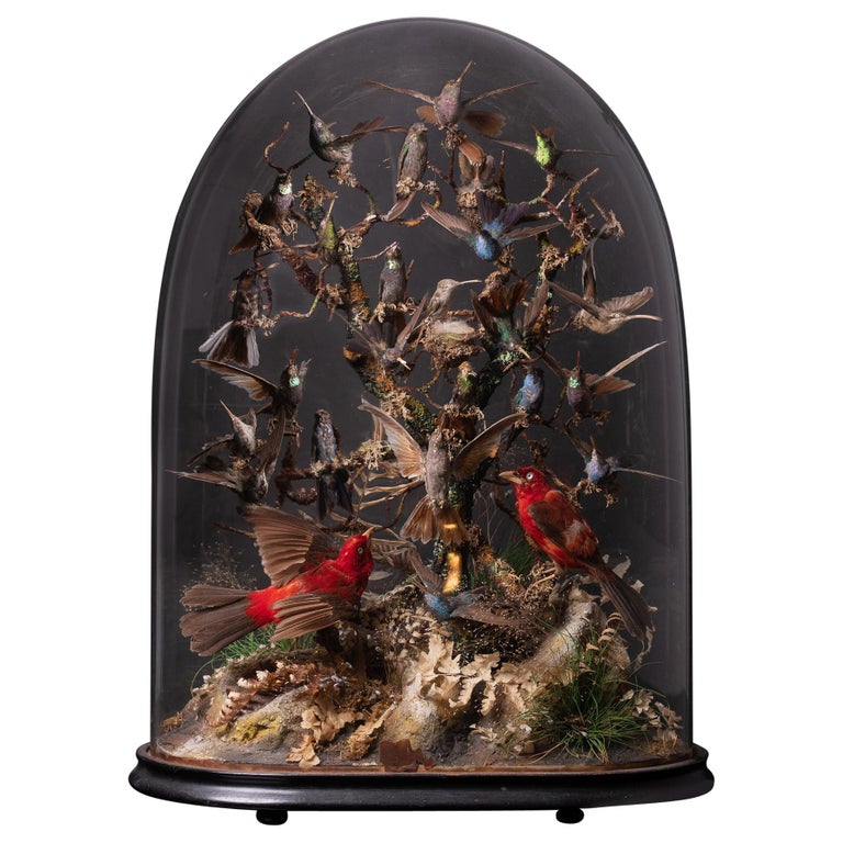 19th C Glass Dome on Ebonised Base with 25 Exotic Birds-Label W.J.Hole ...