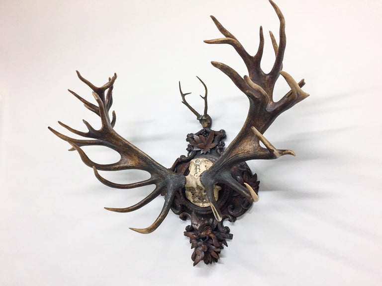 Grand Dukes of Baden Red Stag Trophy on Hand Carved Black Forest Plaque ...