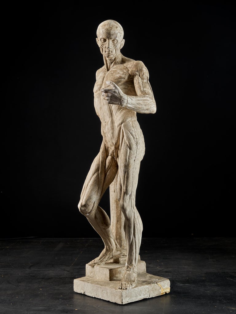 19th Century, Italian School, Two Anatomical Flayed Figures in Plaster ...