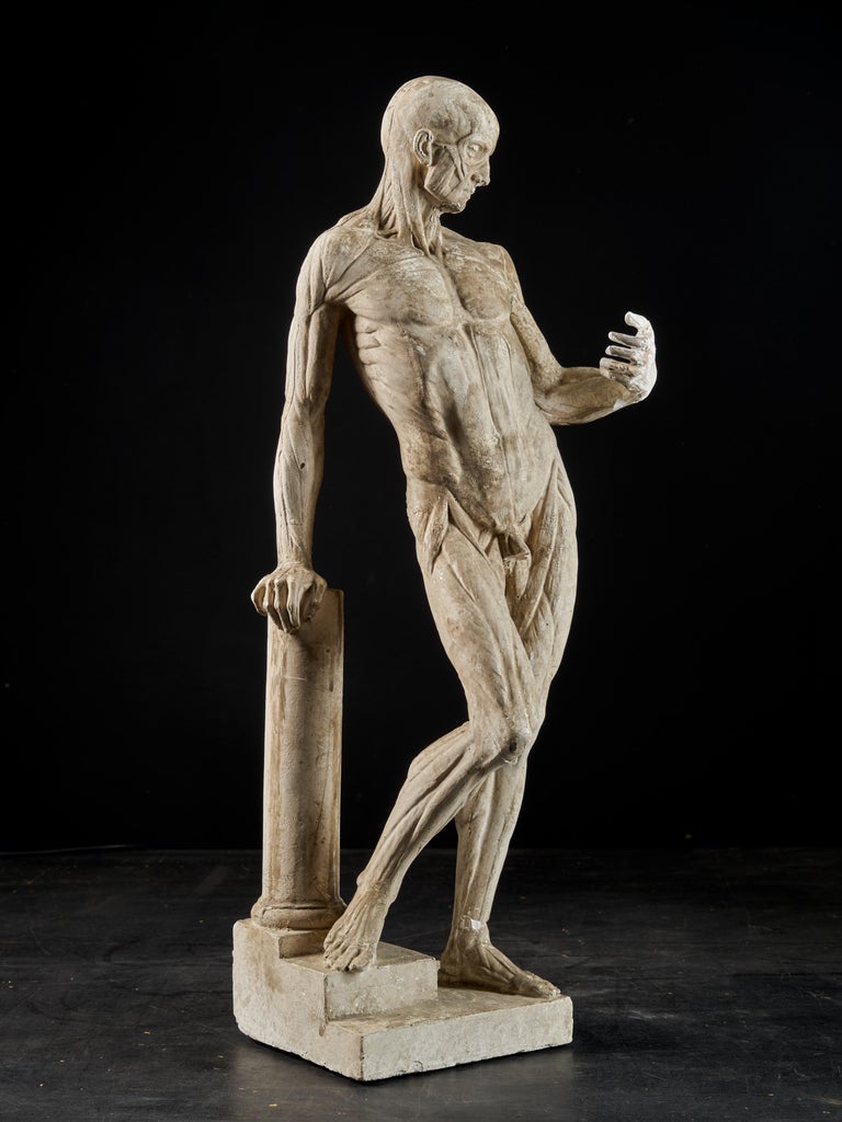 19th Century, Italian School, Two Anatomical Flayed Figures in Plaster ...