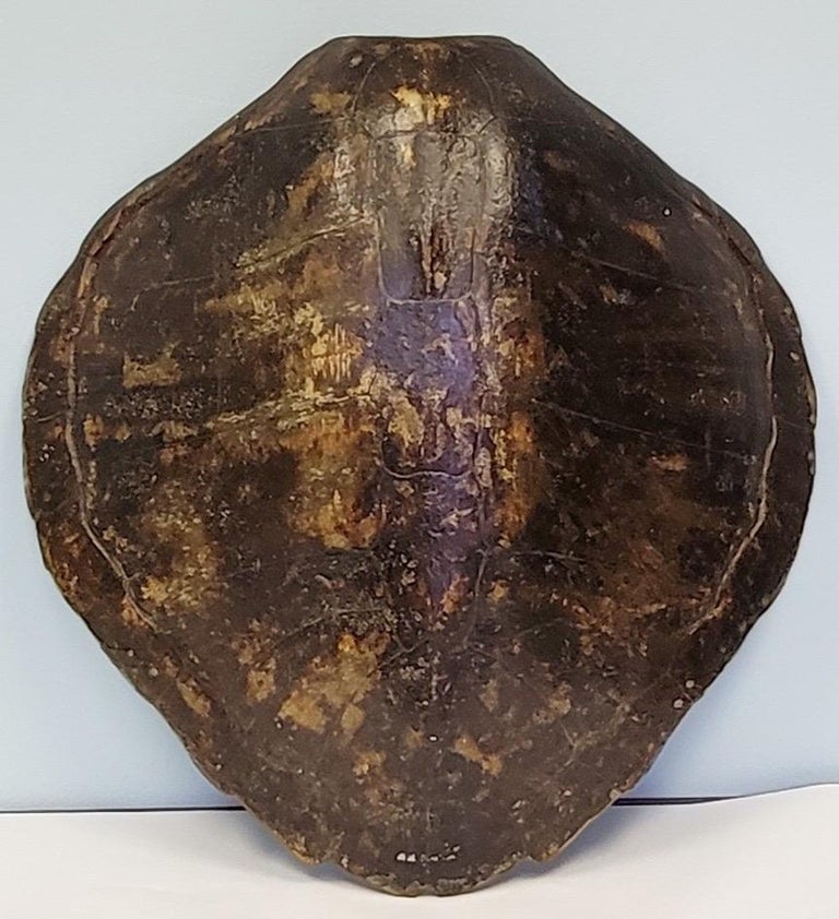 19th-C Large Scale Victorian Turtle Shell at 1stDibs
