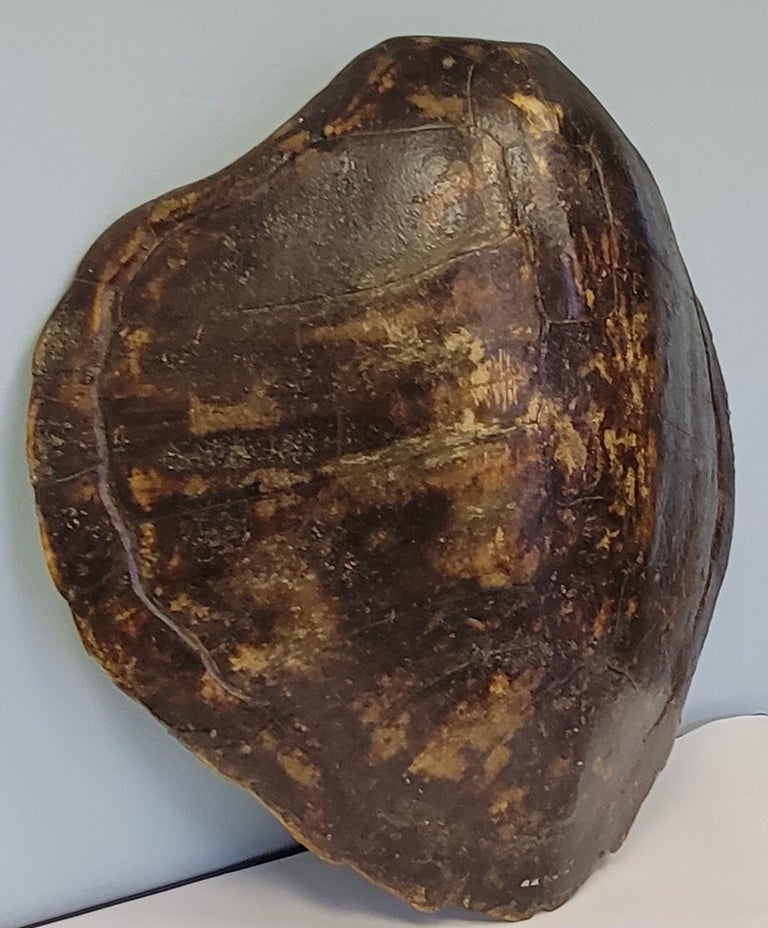 19th-C Large Scale Victorian Turtle Shell at 1stDibs