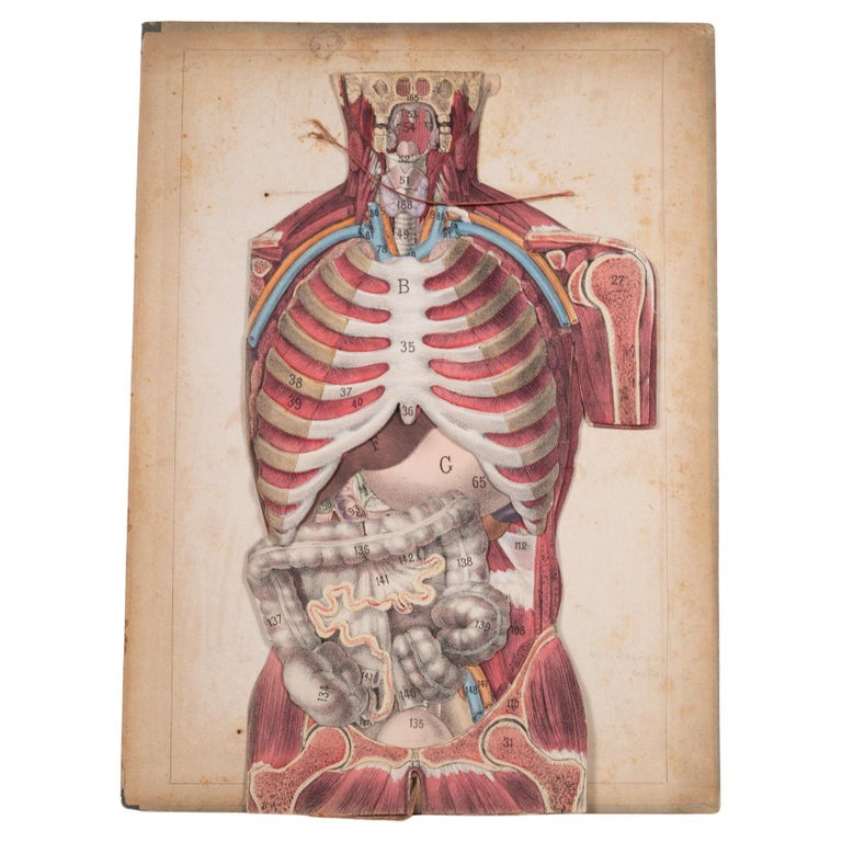 19th c. Medical Movable Atlas Book of the Human Body, c.1880 For Sale ...