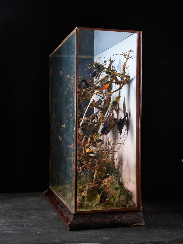 19th Century Taxidermy Ornithological Showcase "Paradise" by Roland ...