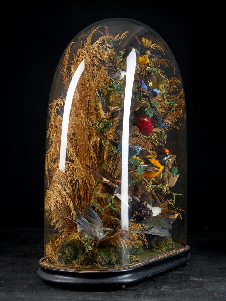 19th Century, United Kingdom, Victorian Dome Filled with 17 Exotic ...