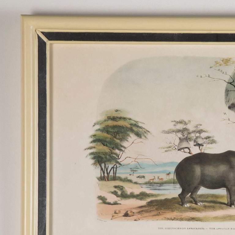 19th Century African Wildlife Lithographs For Sale at 1stDibs