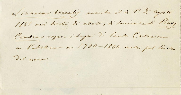 19th Century Album Containing Drawings, Memorabilia, and Botanical ...