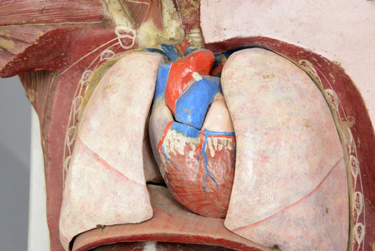 19th Century Anatomical Model by Dr Auzoux at 1stdibs