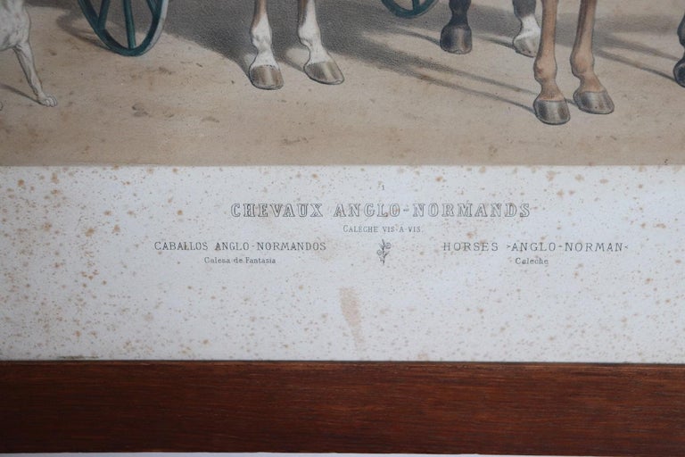 19th Century Antique Color Lithograph Print Signed Albert Adam at 1stDibs